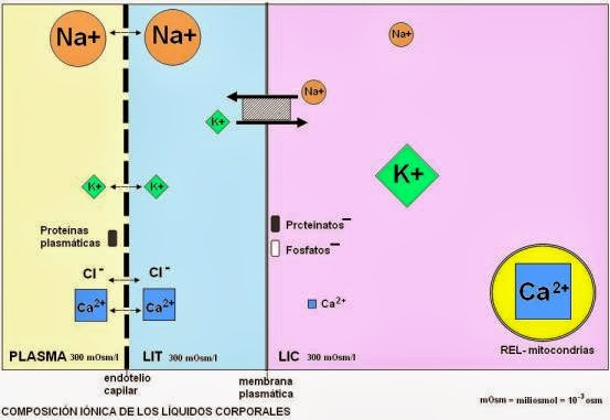¿Cuál es la osmolaridad plasmática de una persona normal? | AND ...
