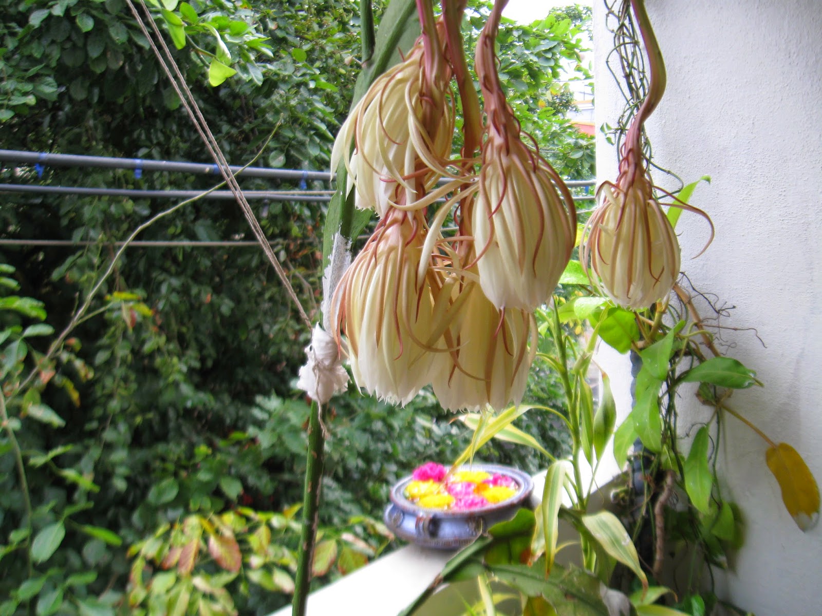 Heavenly Flowers of the Brahma Kamal Blooming Thank you to reader ...