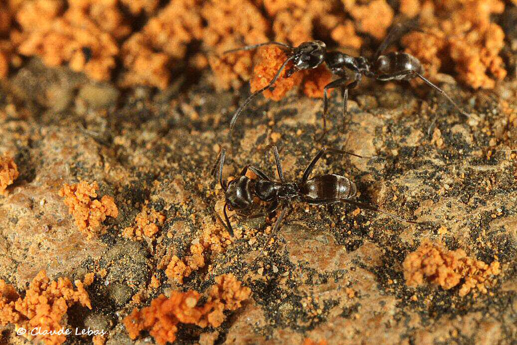 fourmis de Cuba- Hormigas de Cuba- Ants of Cuba: Dorymyrmex insanus