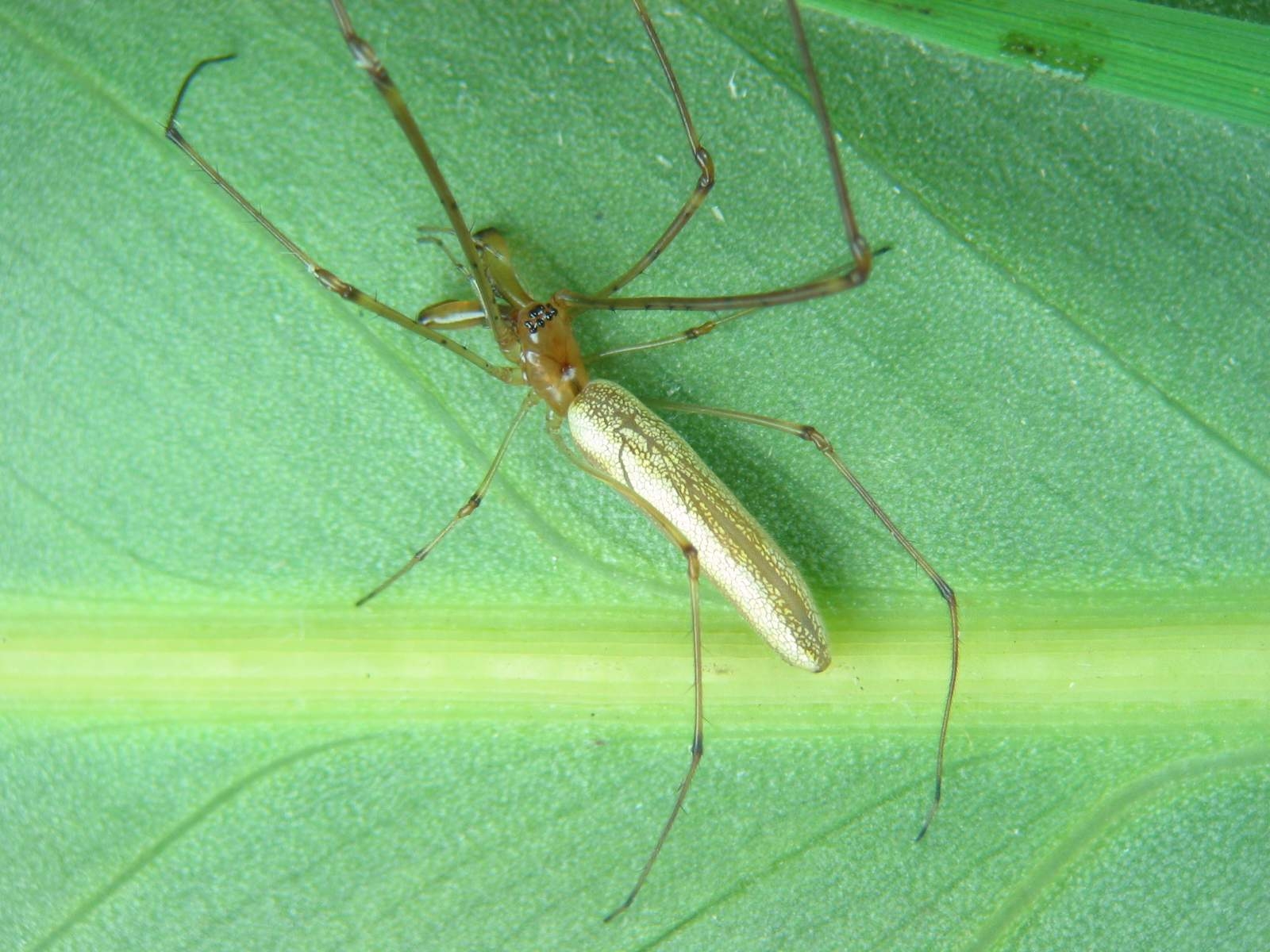 Indian Tetragnathidae