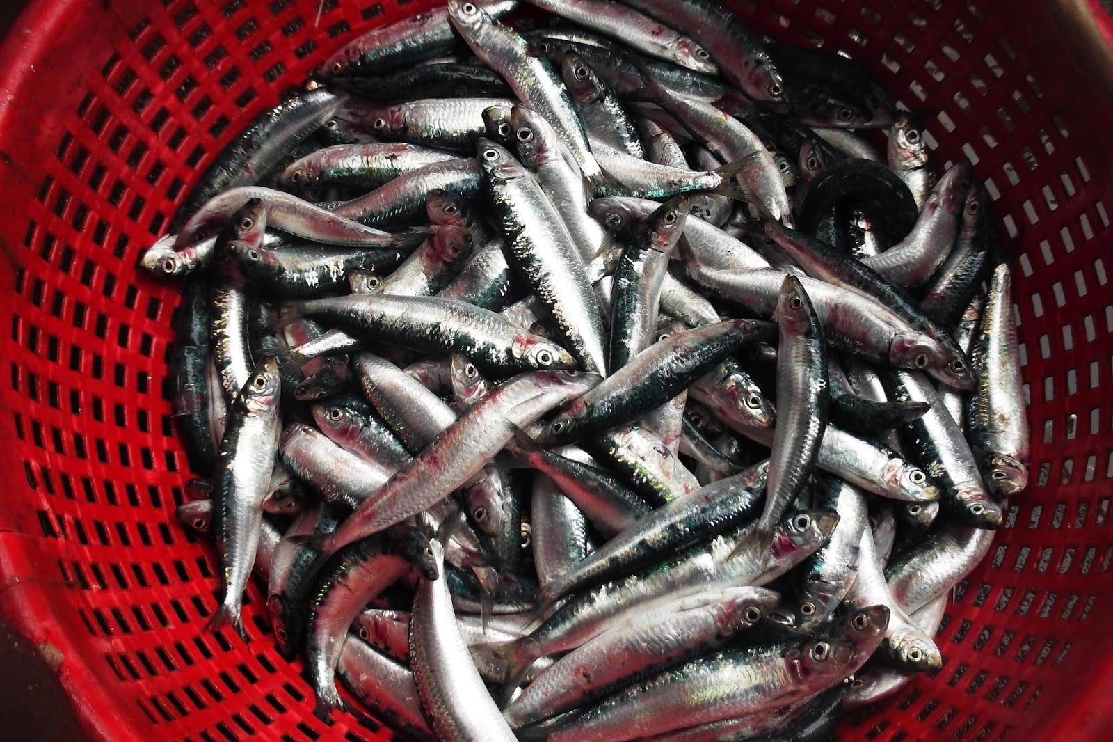 NEGOMBO SEAFOODS: HURULLA