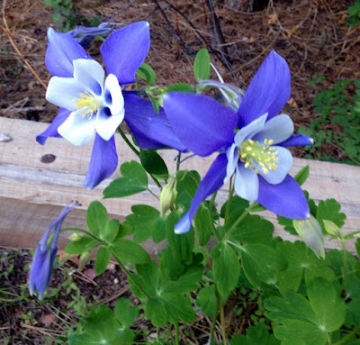 Starwood Quilter: Columbines in My Quilts and Around Starwood