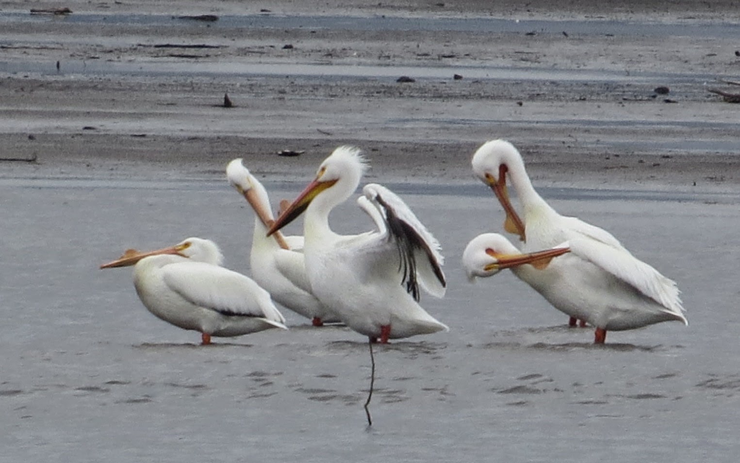 Penelopedia: Nature and Garden in Southern Minnesota: Pelicans and Wing ...
