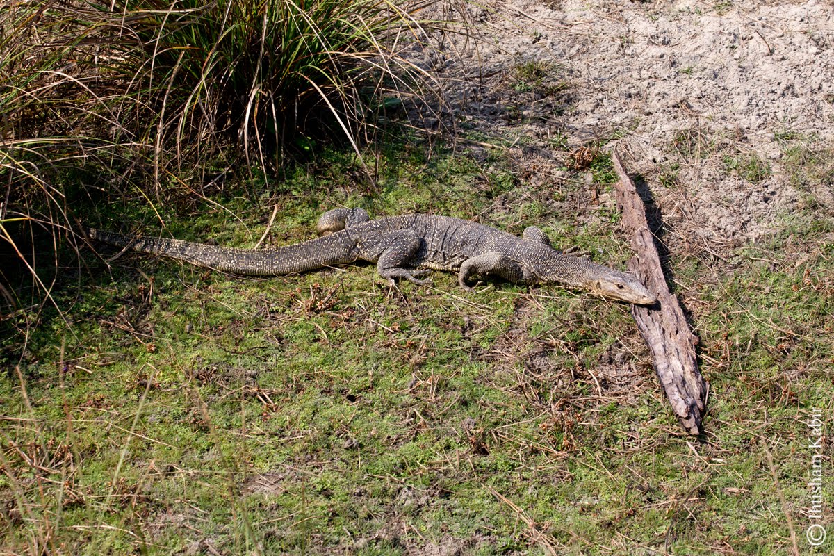 Back to Bangladesh: Sundarban 2012