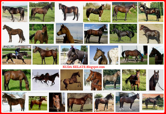 KUDA KELATE: Mengenali Jenis Warna Kuda