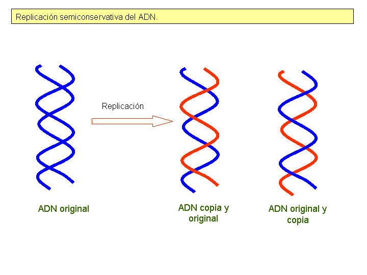 La Genetica y Tu: REPLICACION DE ADN