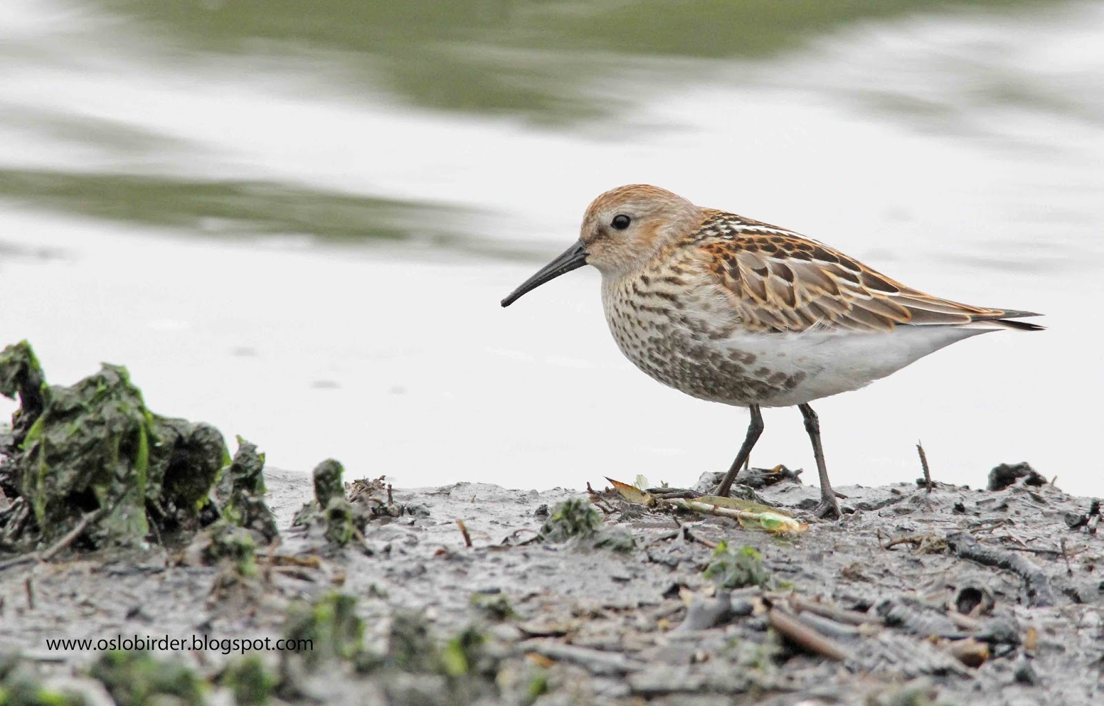 OSLO BIRDER: Dunlin