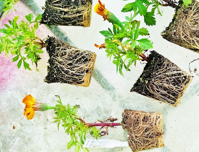 'Lissa's Life in the Southwest: Spring Disco Red Marigolds