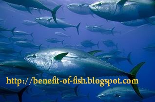 The Magic of Tuna Fish | Fish Lover