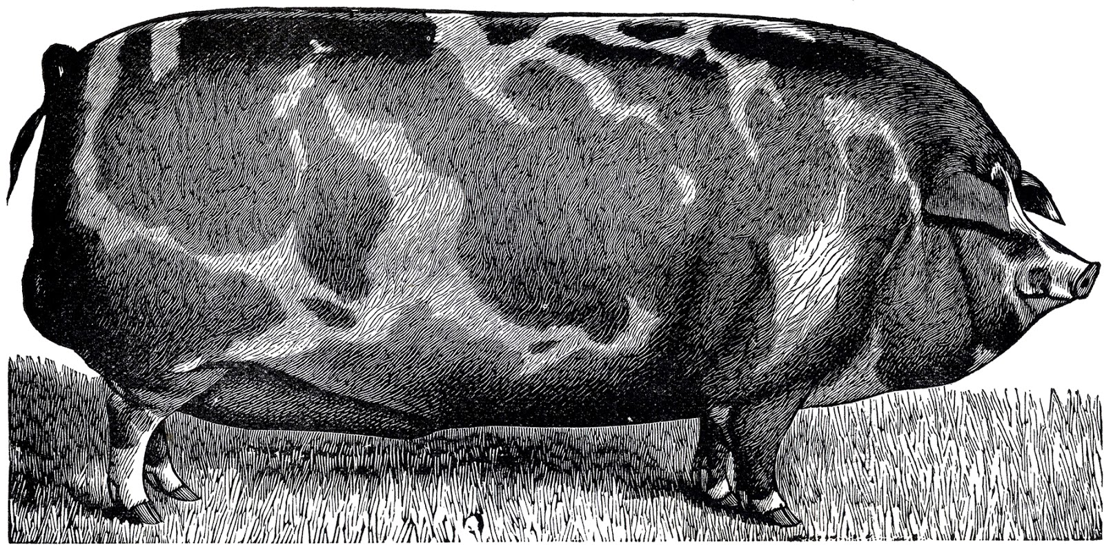 The Lucas Countyan: Swinish behavior in the streets of Chariton