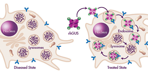 Enzyme Replacement Therapy, Glycosaminoglycans, and MPS VII