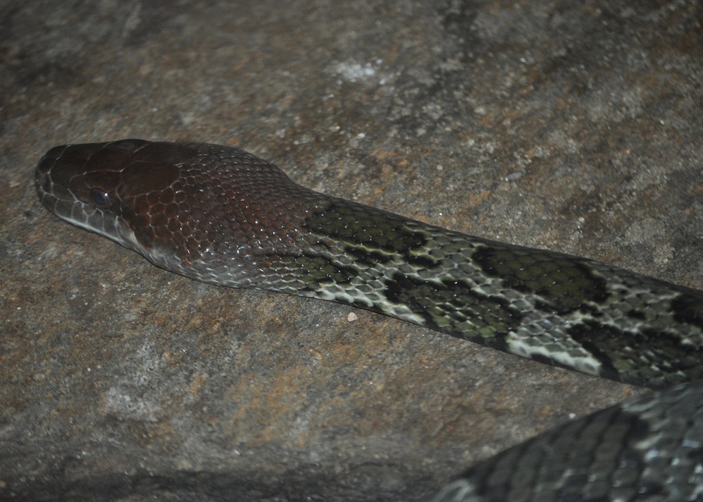 ZOOTOGRAFIANDO (6.096 ANIMALS): SERPIENTE DE CABEZA ROJA / MOELLENDORFF ...
