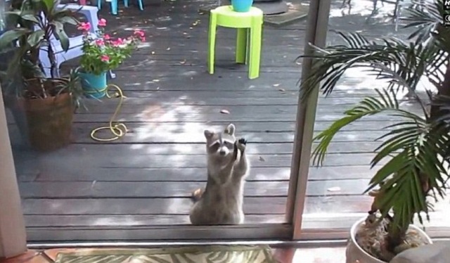 POR MIS HIJOS: Mamá mapache toca la puerta pidiendo comida para sus ...