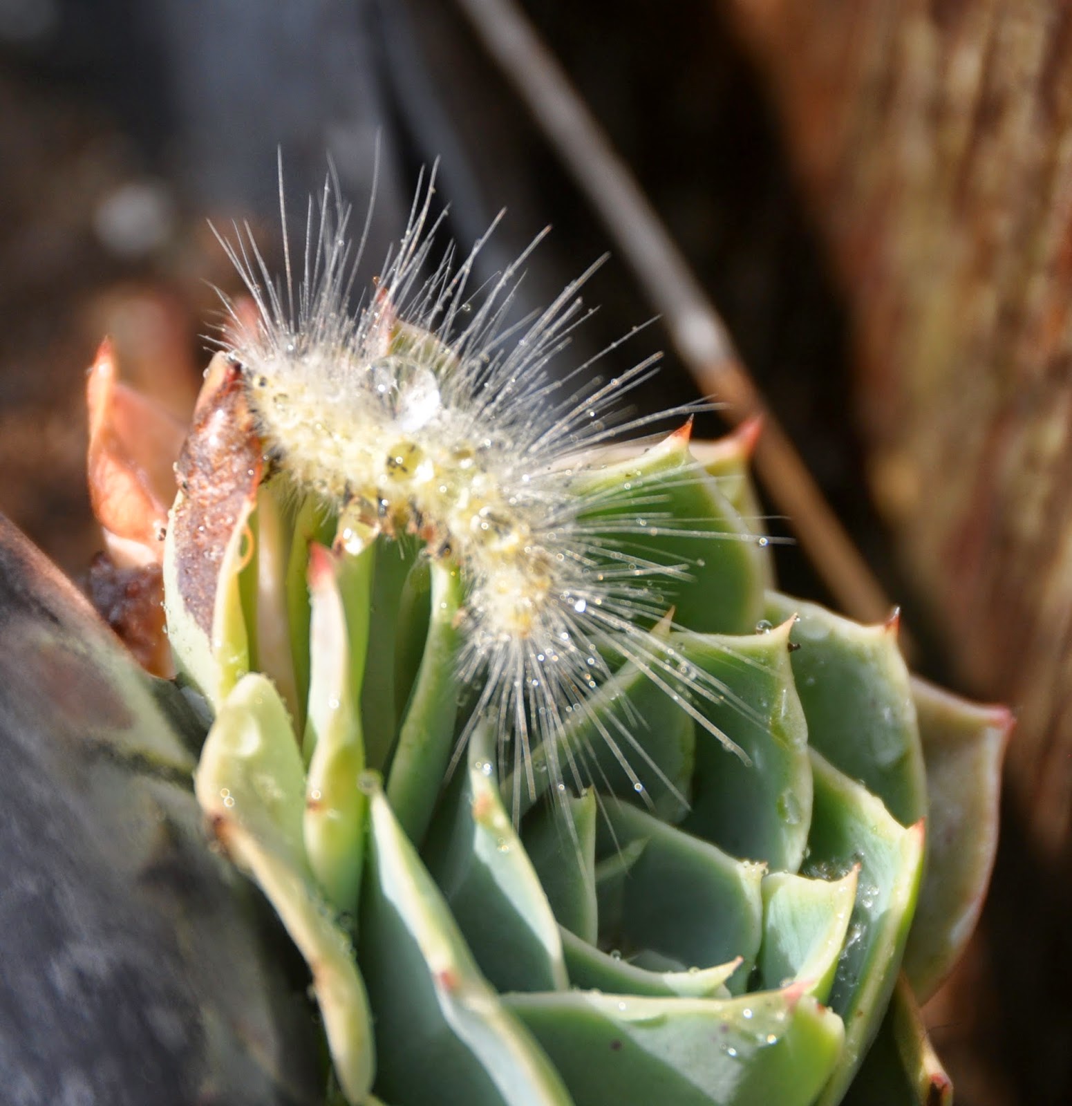 Vicki Lane Mysteries: Of Insects, Idiots, and Ann Coulter . . . But I ...