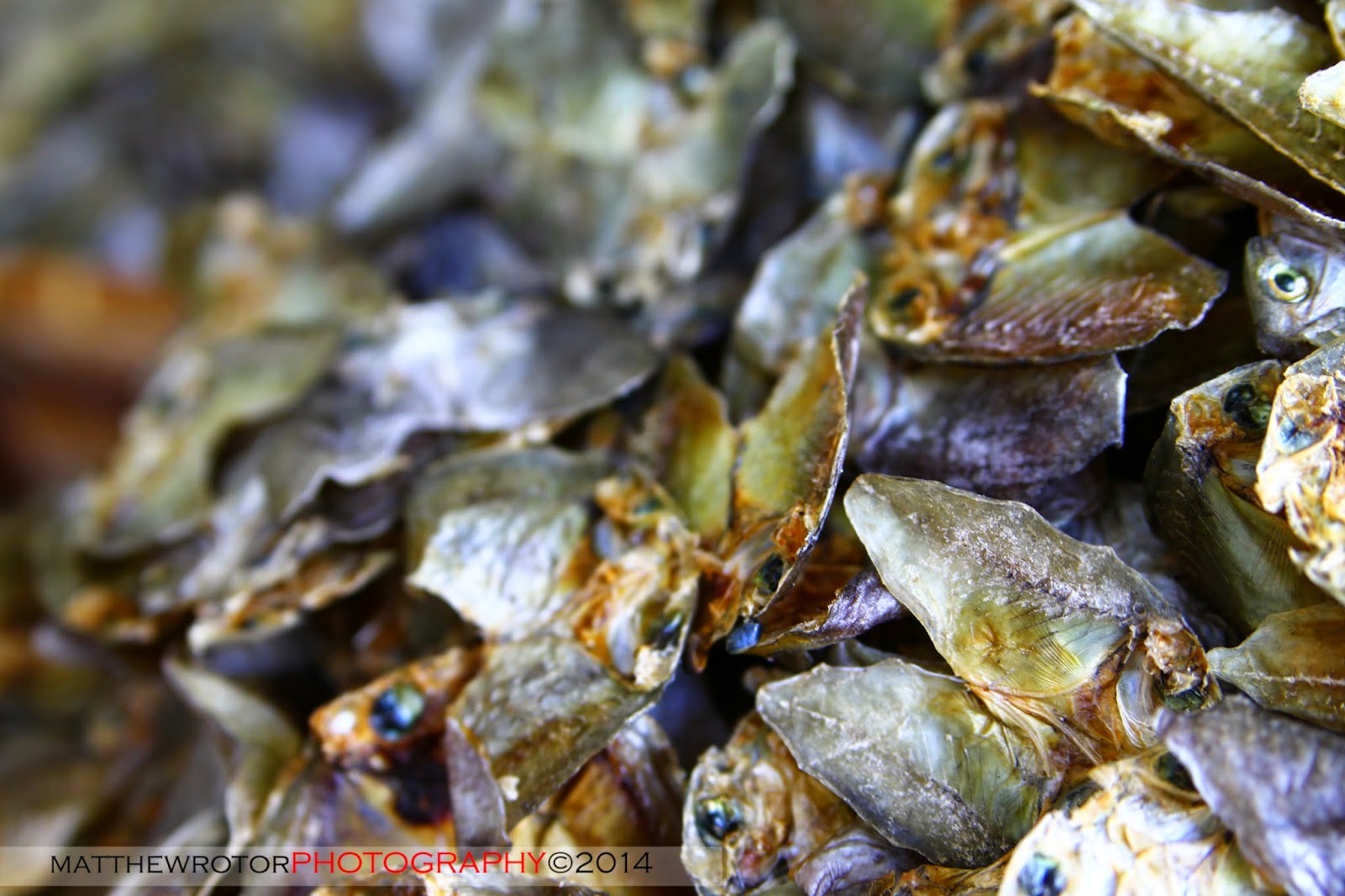 Living with Nature - School on Blog by Dr. Abercio V. Rotor: UST-AB ...