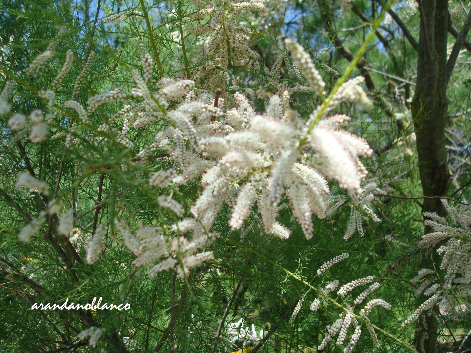 elarbolmiamigo-encinarosa: TARAJE - Tamarix africana - Tamarix gallica ...