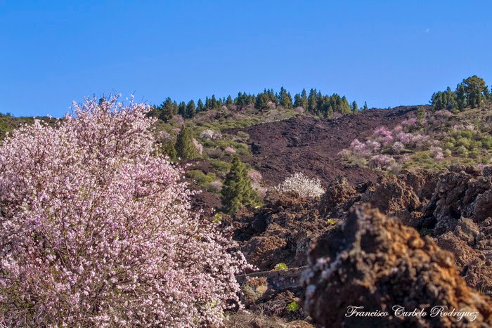 EL RINCÓN FOTOGRÁFICO DE FRANCISCO CURBELO: LOS ALMENDROS EN FLOR ...