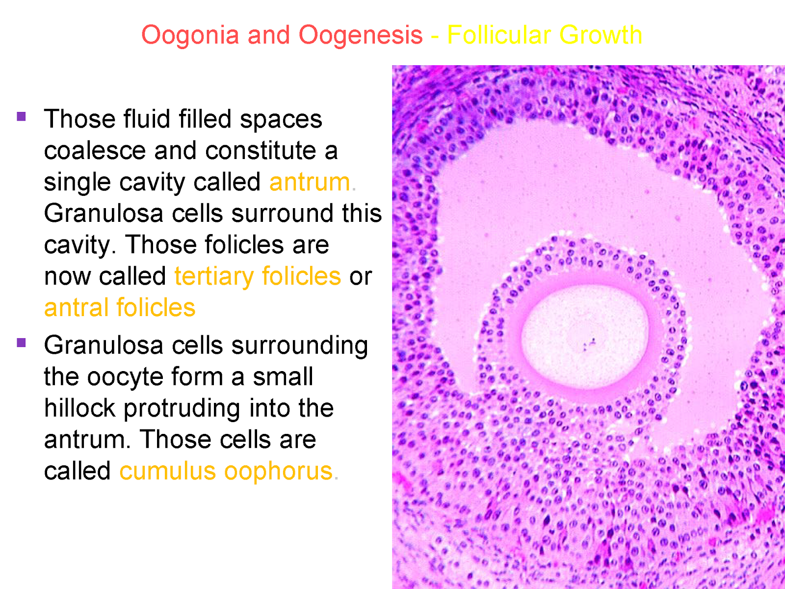 histoloji-embriyoloji notlarım: OOGONIA & OOGENESIS & FOLLICULOGENESIS