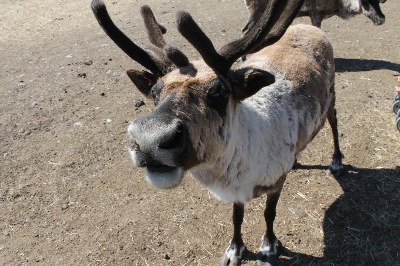 Baked Alaska: Reindeer, Moose, Carrots, and Kisses