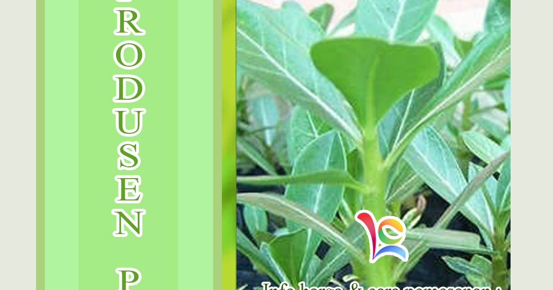 Panduan Sederhana Berkebun di Polybag atau Green House Kecil, Tahap ...