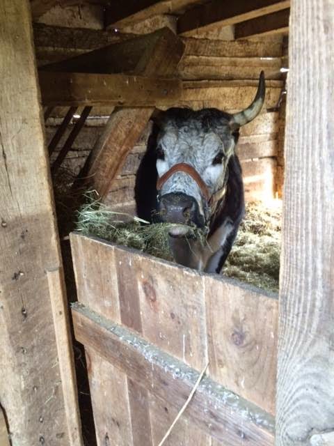 Life in Landis Valley: Spotlight on Randall Cattle, a Critically ...