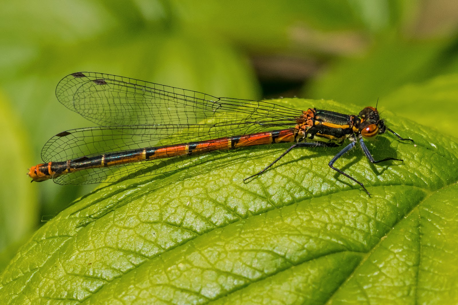 Butterflies, Dragonflies, Moths & other Insects: Large Red Damselfly