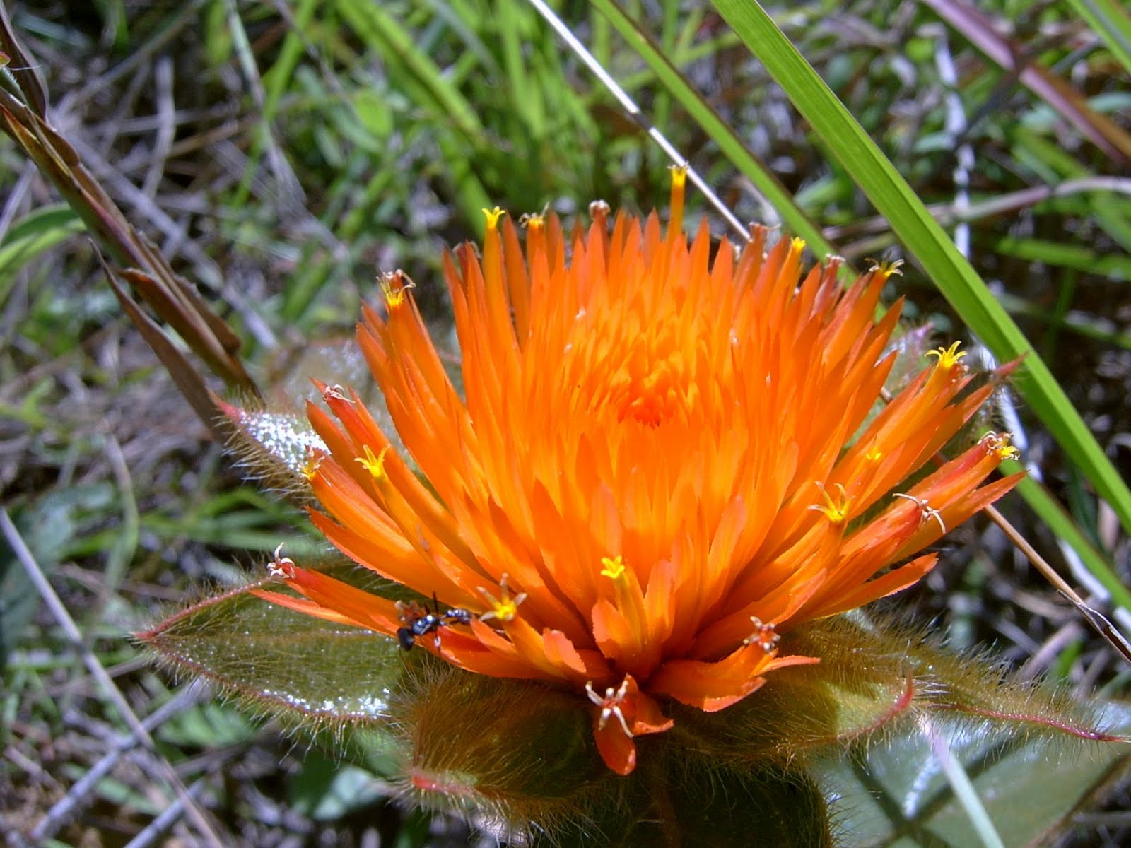 Caliandra do Cerrado: Uma flor do Cerrado: Para-tudo, a flor que nunca murcha