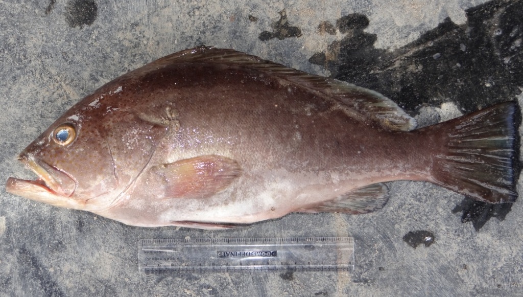 Marine Biodiversity of Gulf of Mannar