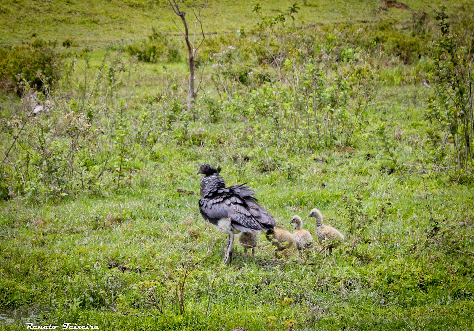 Mundo das Montanhas: Inhuma (Anhima cornuta)