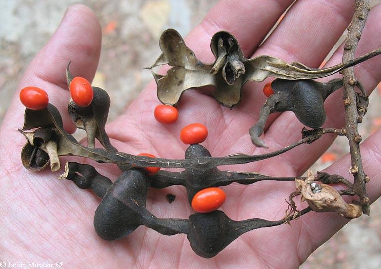 Future is written in green: Erythrina caffra, the South African coral tree