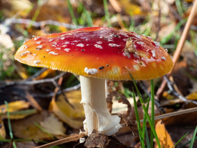 November and Early December | Focusing on Wildlife