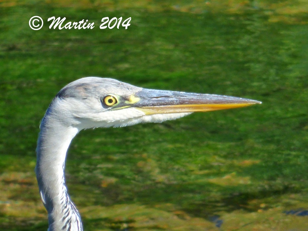 Miradas Cantábricas: La Garza Real que se fotografio una vez al dia...
