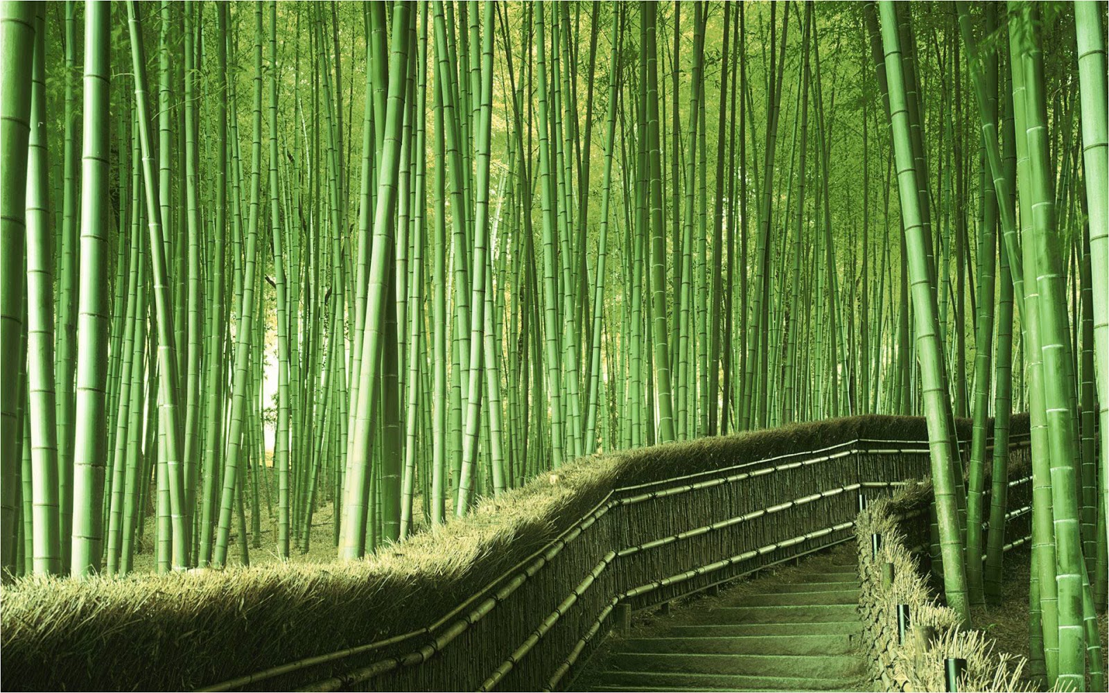 Maravilloso Bosque de Bambú, Kyoto - LO + 45 CHILL MAGAZINE