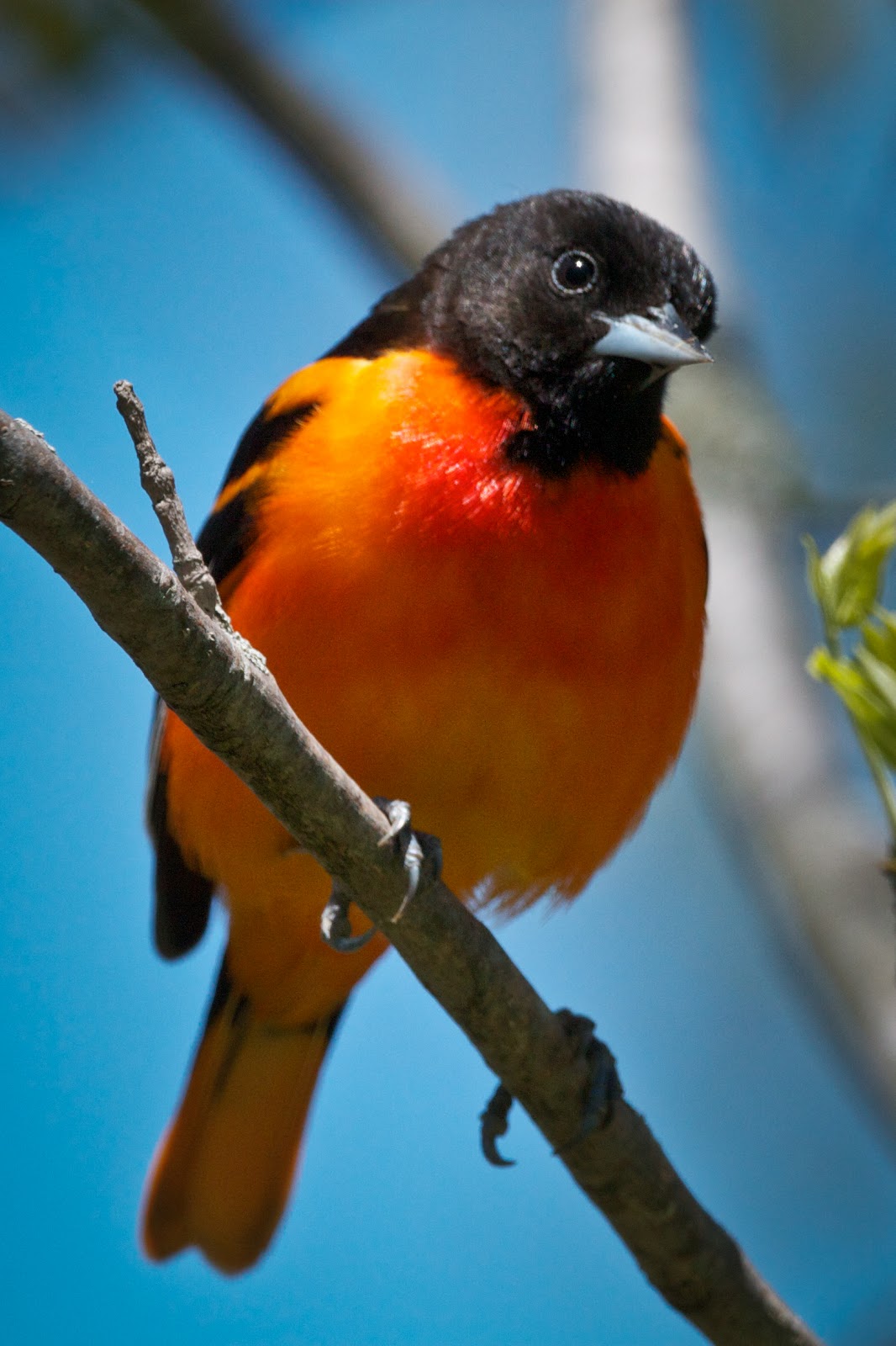 Feather Tailed Stories: Baltimore Oriole / Orchard Oriole