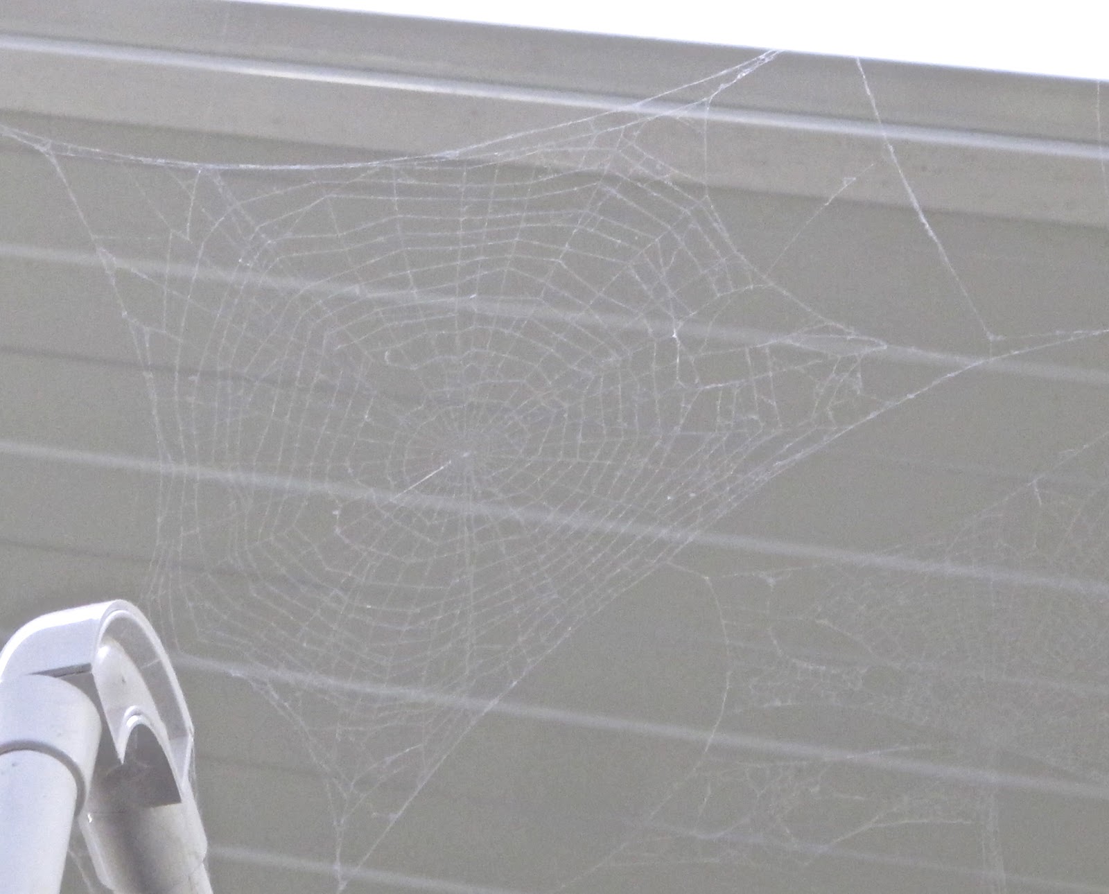 BugBlog: Uloboridae: Cribellate orb-weavers