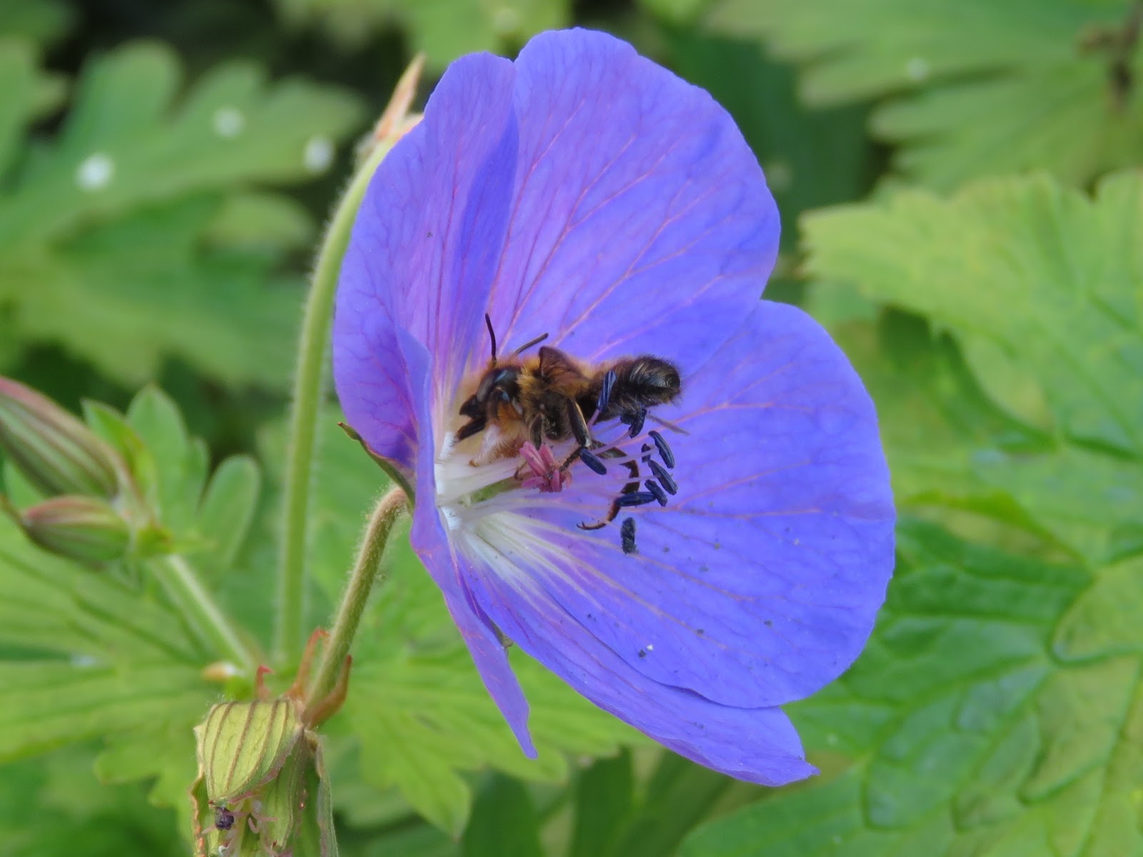 BugBlog: Sharp-tail bees