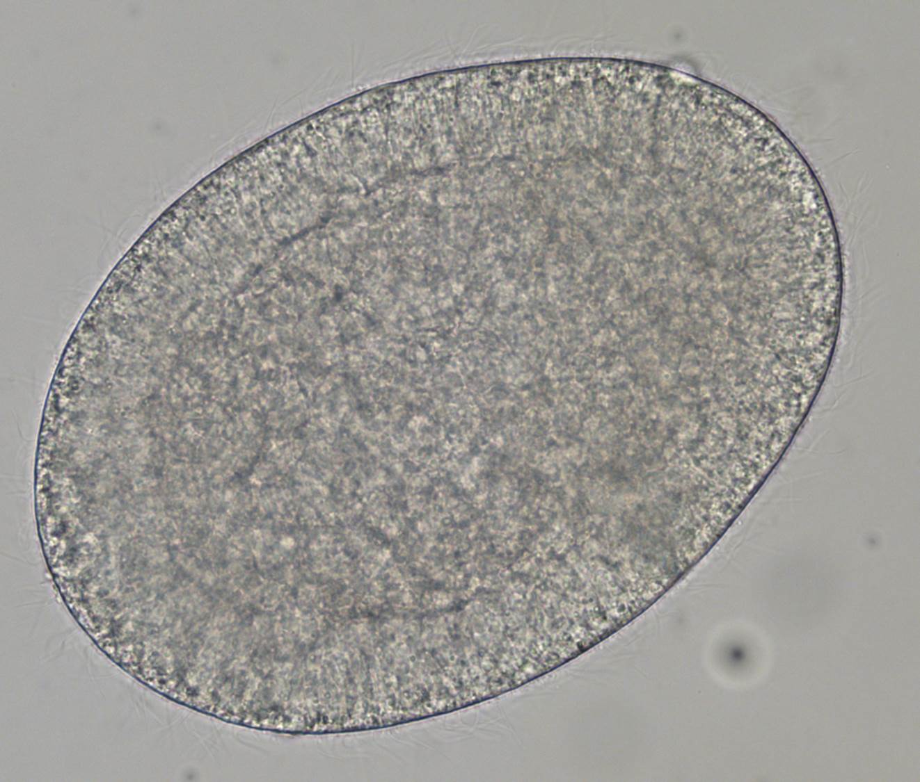 Invertebrate Embryology: June 2013