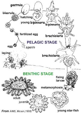 Pamacca: Acanthaster planci