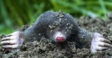 La talpa e sua madre - Esopo