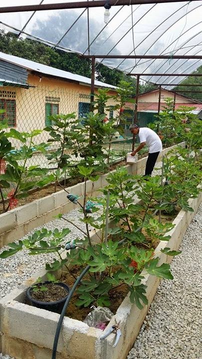 Figs Photo Collection Around the World: Amanda Putri's Fig Farm