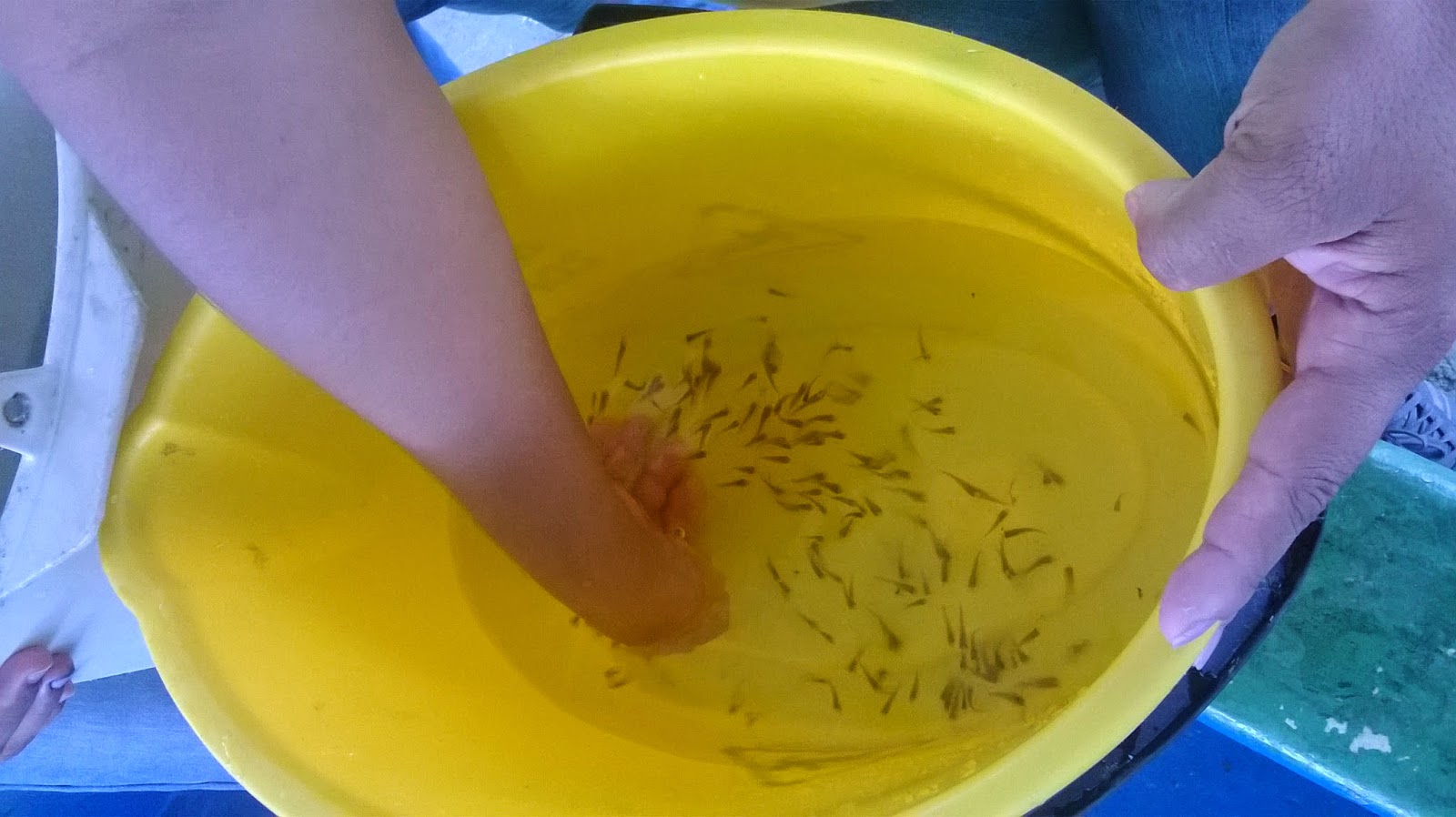 MONOCULTIVO DE CACHAMA (Colossoma sp) ~ ACUICULTURA CÓRDOBA