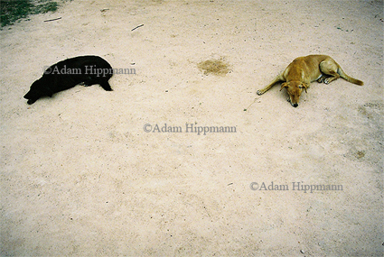 Africa: Gweru and Mvuma, Zimbabwe 2