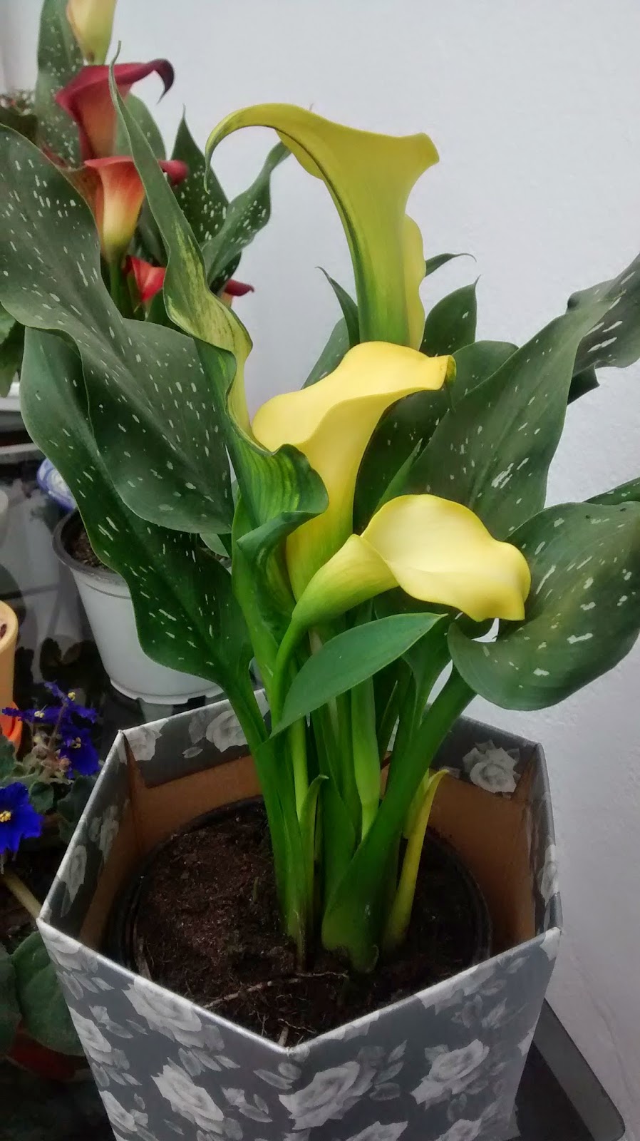 Jardinagem dia a dia: PLANTA MAJESTOSA E SOFISTICADA - CALLA