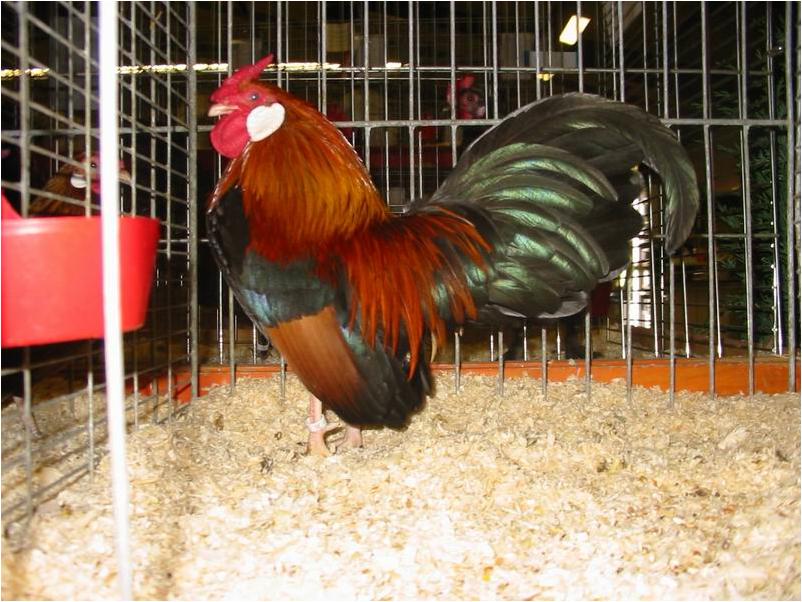 Gallina Java :: Lagranjitadealvarete