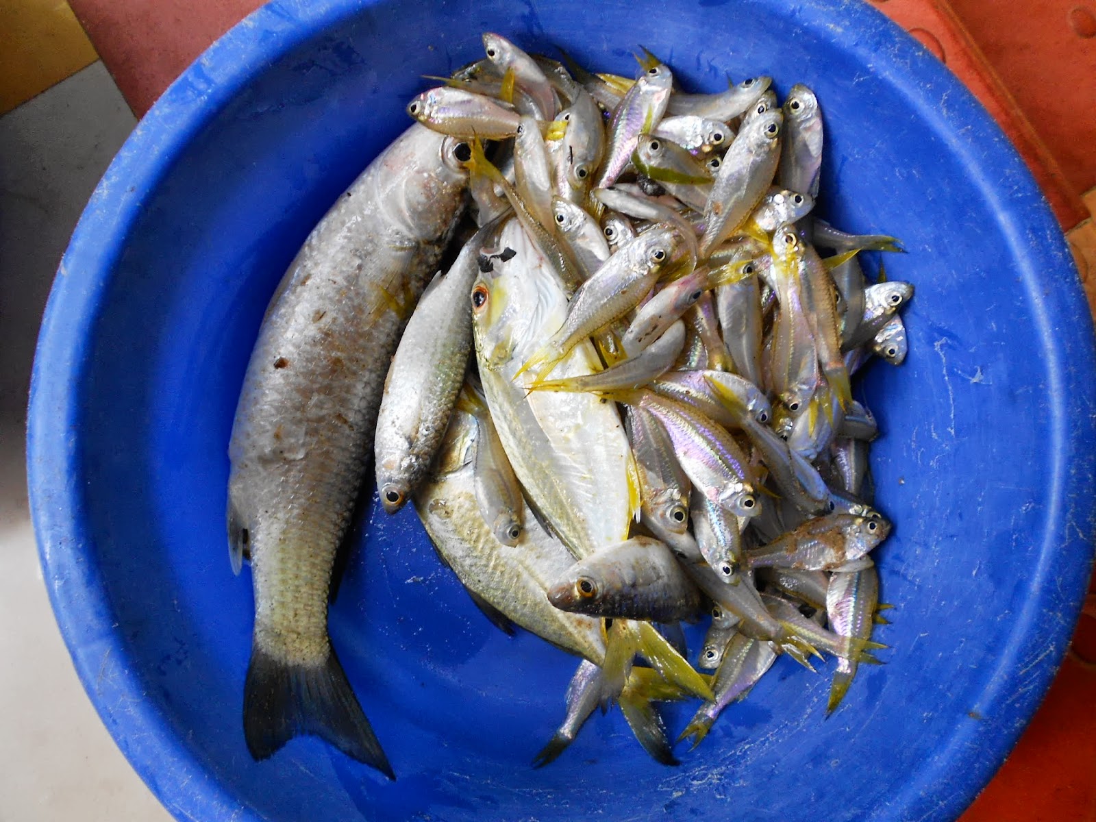 Travel and food tales: Nivati fishing village