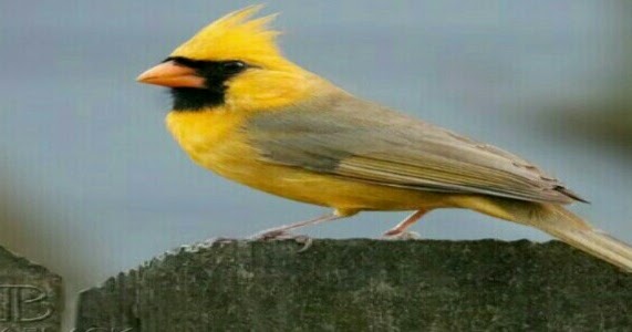 Killer Rob: Extremely Rare Yellow Cardinal