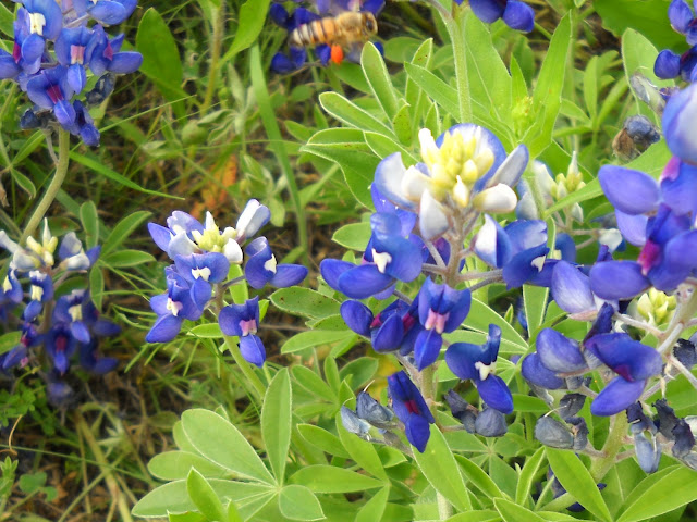 White Rock Lake, Dallas, Texas: Brilliant Bluebonnets Blooming at White ...