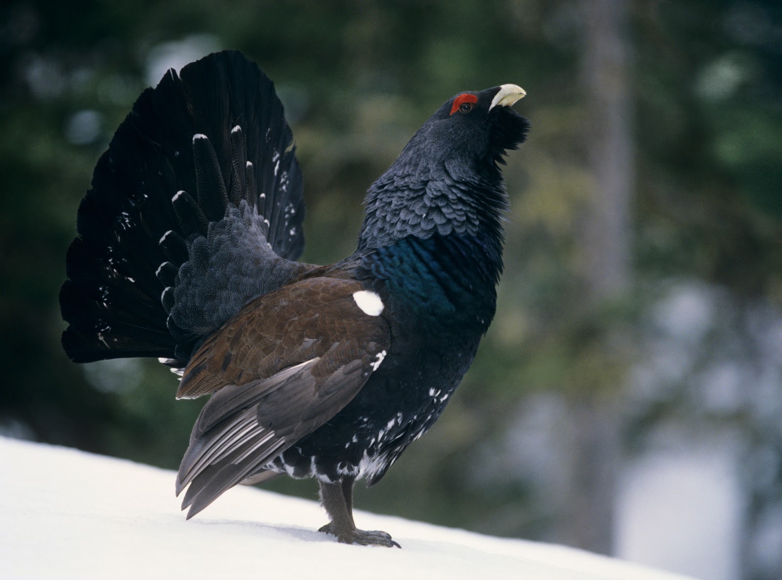 Galiformele - Enciclopedia Naturii