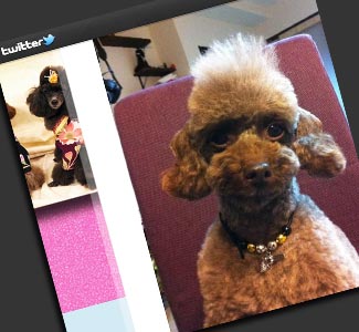 Hot Poster: toy poodle Japan police