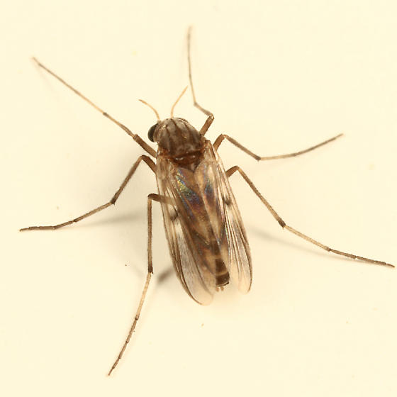 Variety of Life: Procladiini